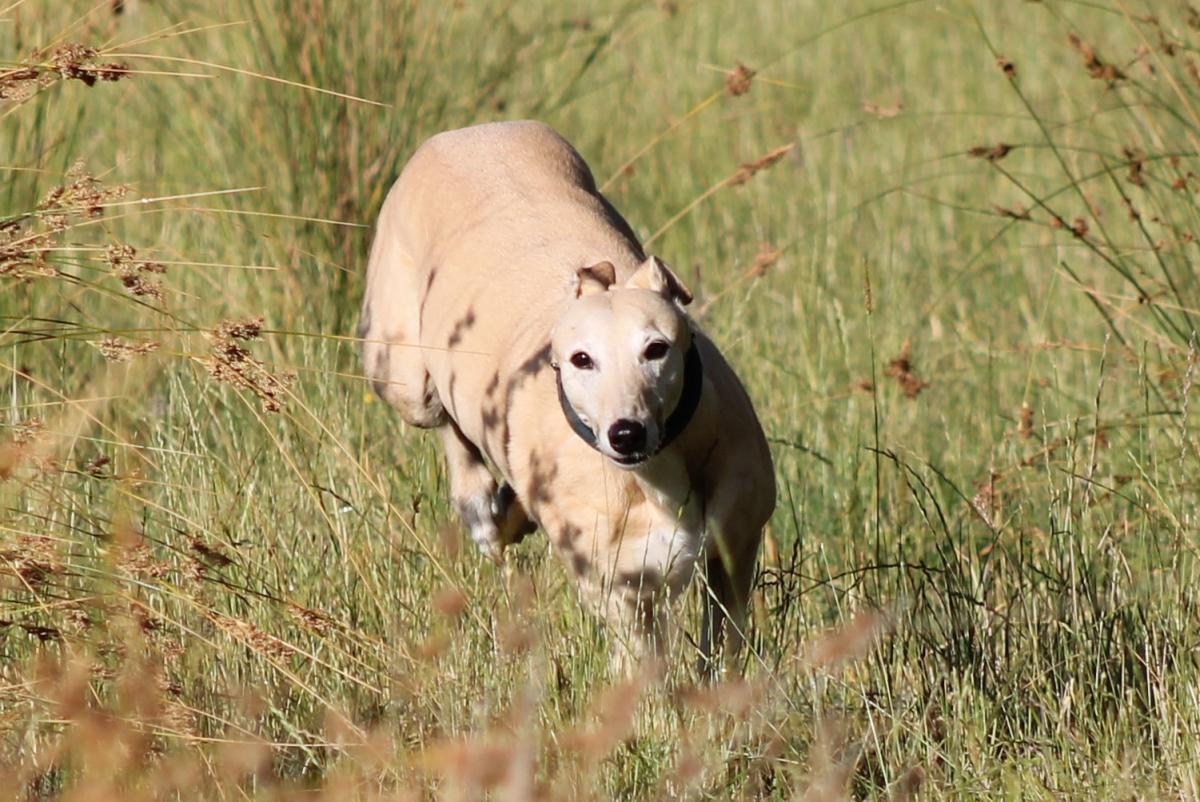 TRAINING YOUR GREYHOUND TO COME WHEN CALLED | Greyhounds as Pets