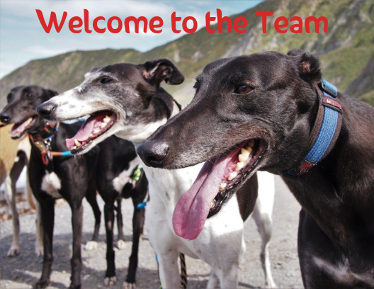 Welcome to the Team, Abbie & Rachel! | Greyhounds as Pets