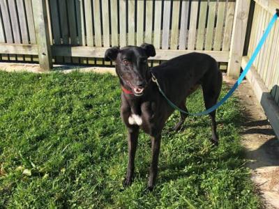 Dogs for Adoption | Greyhounds as Pets