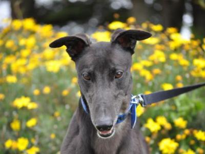 Dogs for Adoption | Greyhounds as Pets