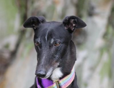 Welcome | Greyhounds as Pets