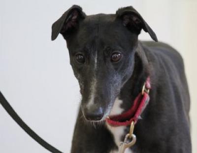 Dogs for Adoption | Greyhounds as Pets