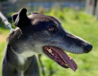Welcome | Greyhounds as Pets