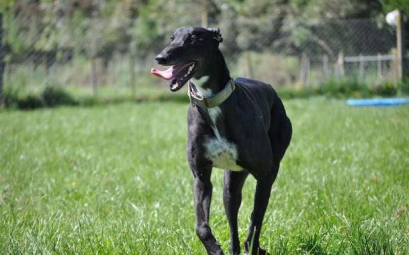 Dog - Details | Greyhounds as Pets