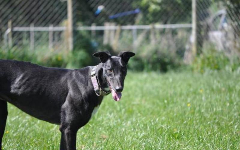 Dog - Details | Greyhounds as Pets