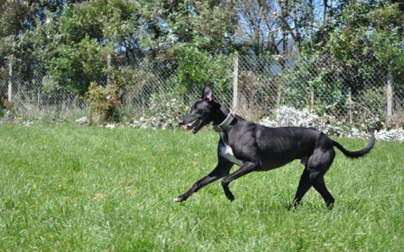 Dog - Details | Greyhounds as Pets