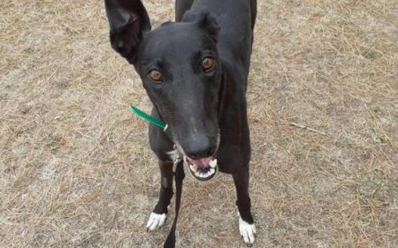 Dog - Details | Greyhounds as Pets